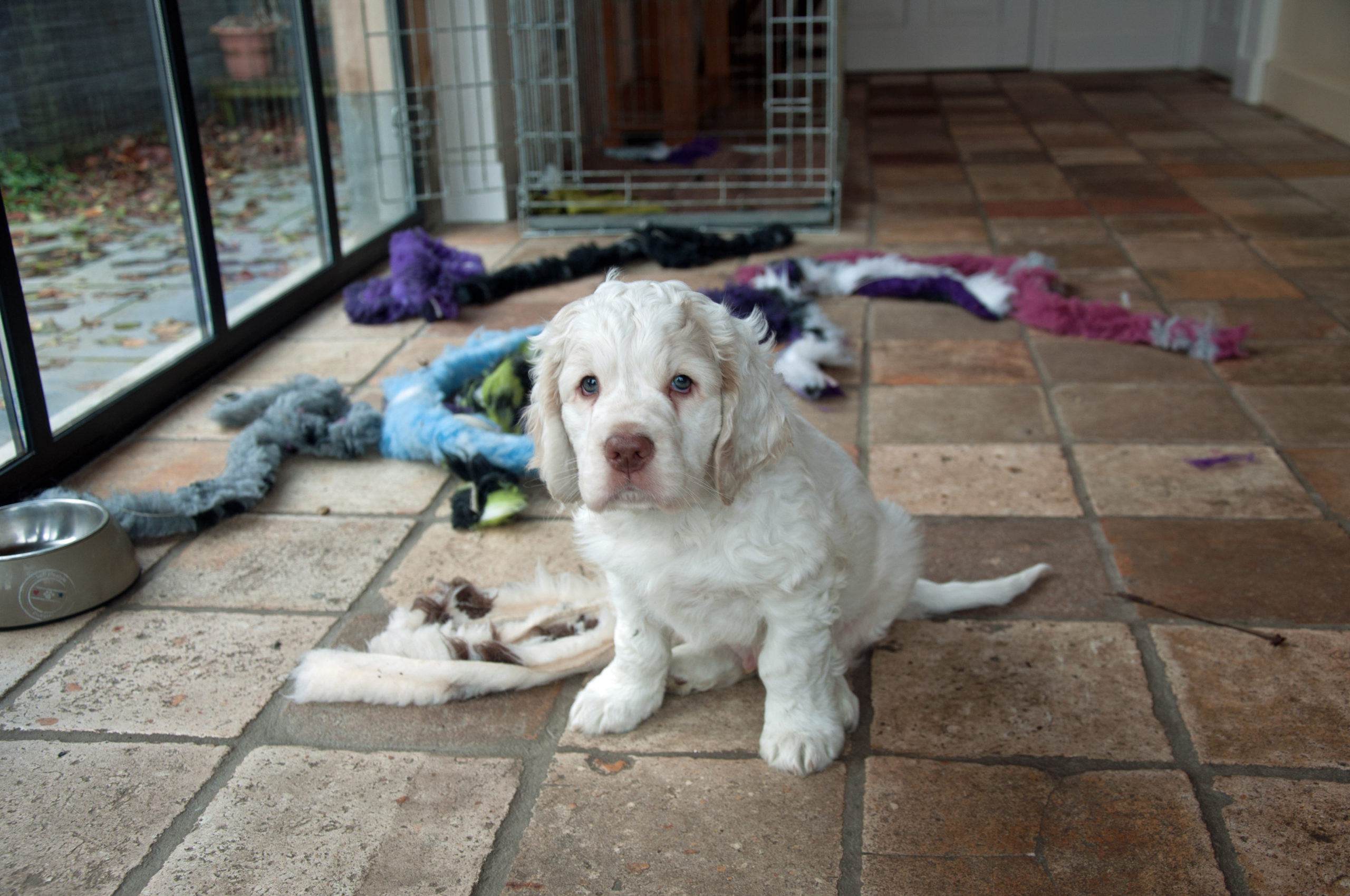 Clumber Spaniels in our live | Reizen van Kristel & Bert