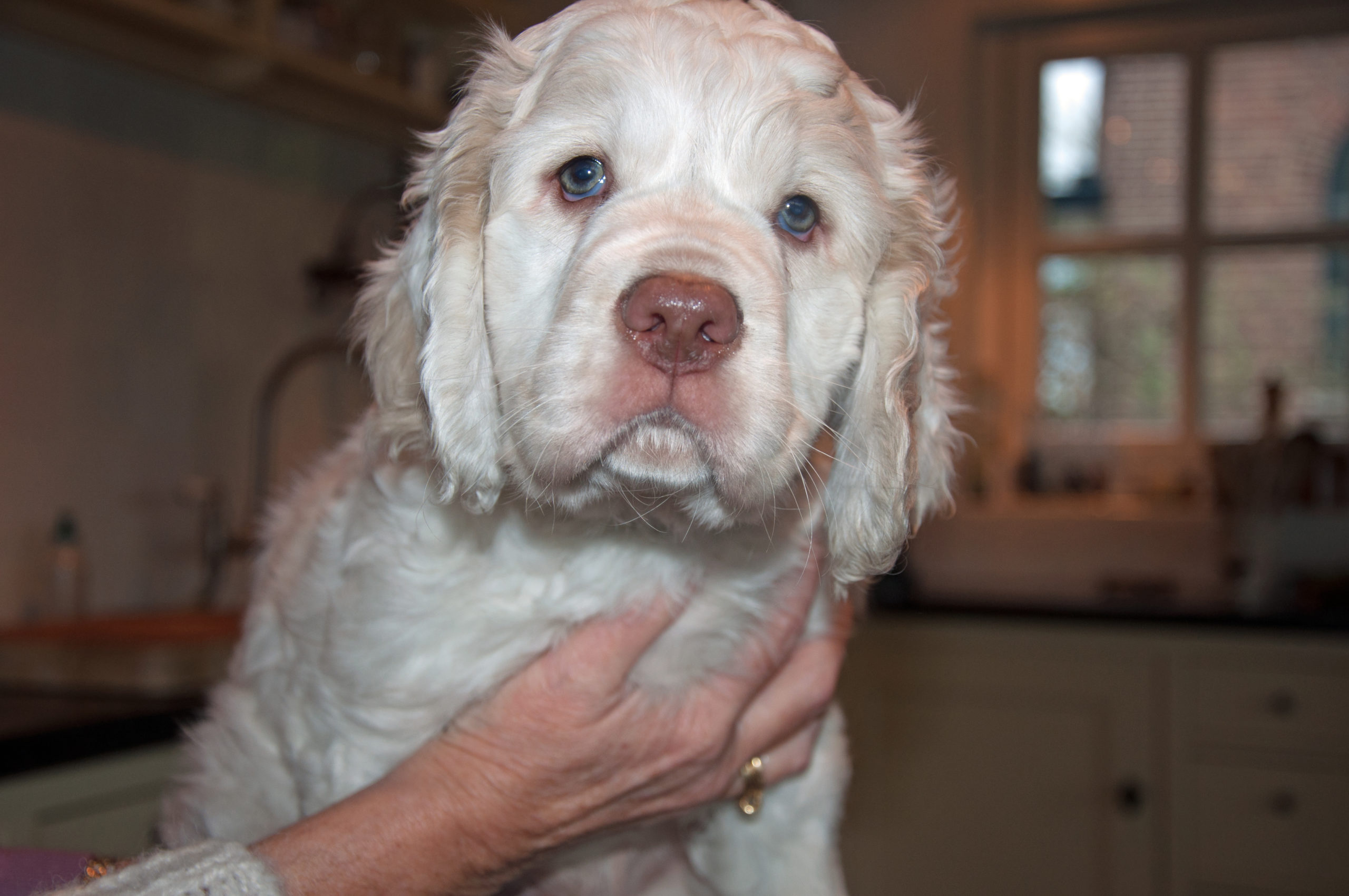 Clumber Spaniels in our live | Reizen van Kristel & Bert